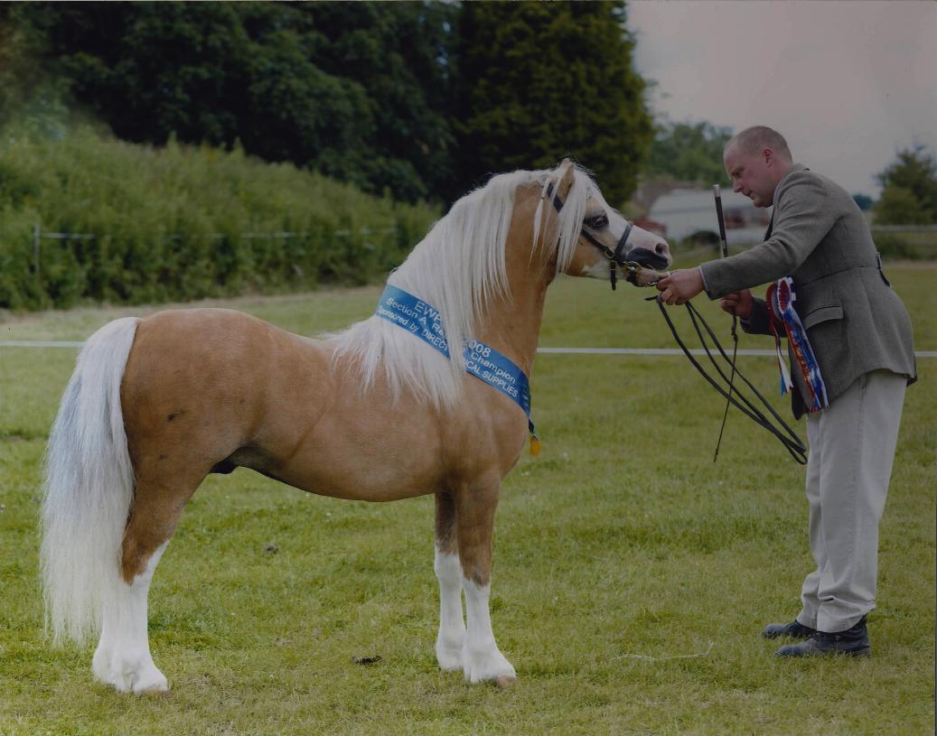 Nynwood Stud Welsh Mountain Ponies - Stallions